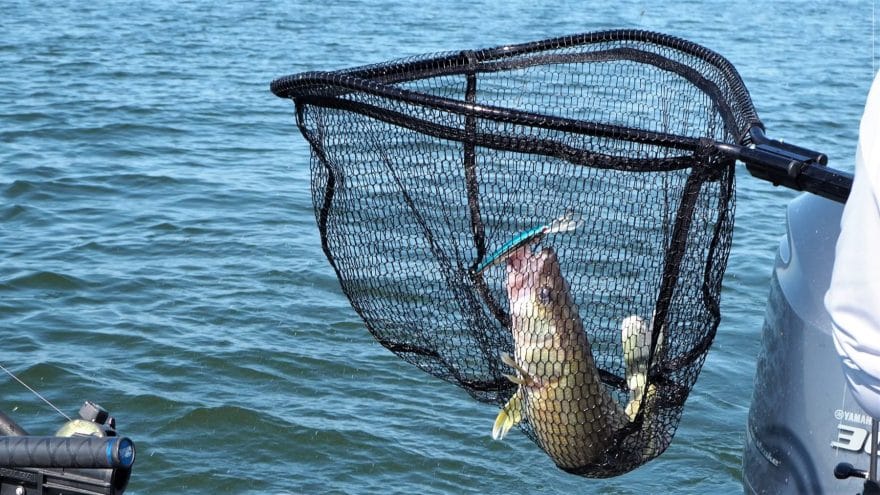 Fishing Net Review for 2018 - Best Landing Net | Fishing Gear