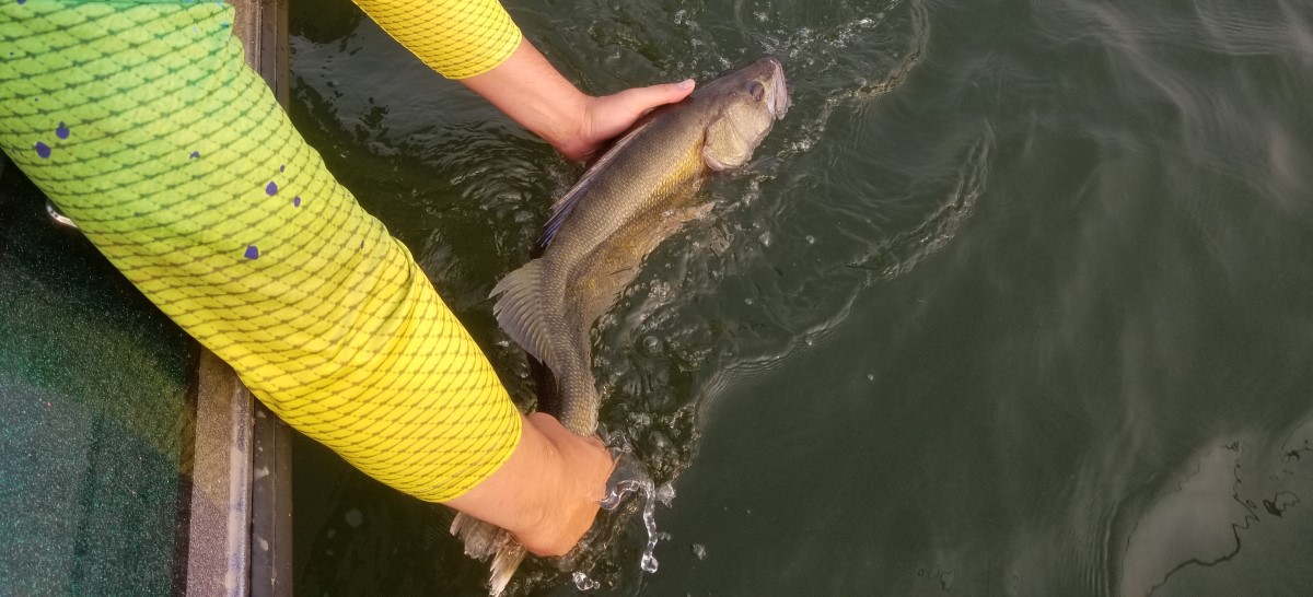 Bottom Bouncer Fishing 101 - Fish Walleyes Spring Through Fall