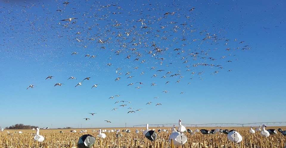 Snow Goose Hunting 101 - Everything You Need for Hunting Snow Geese